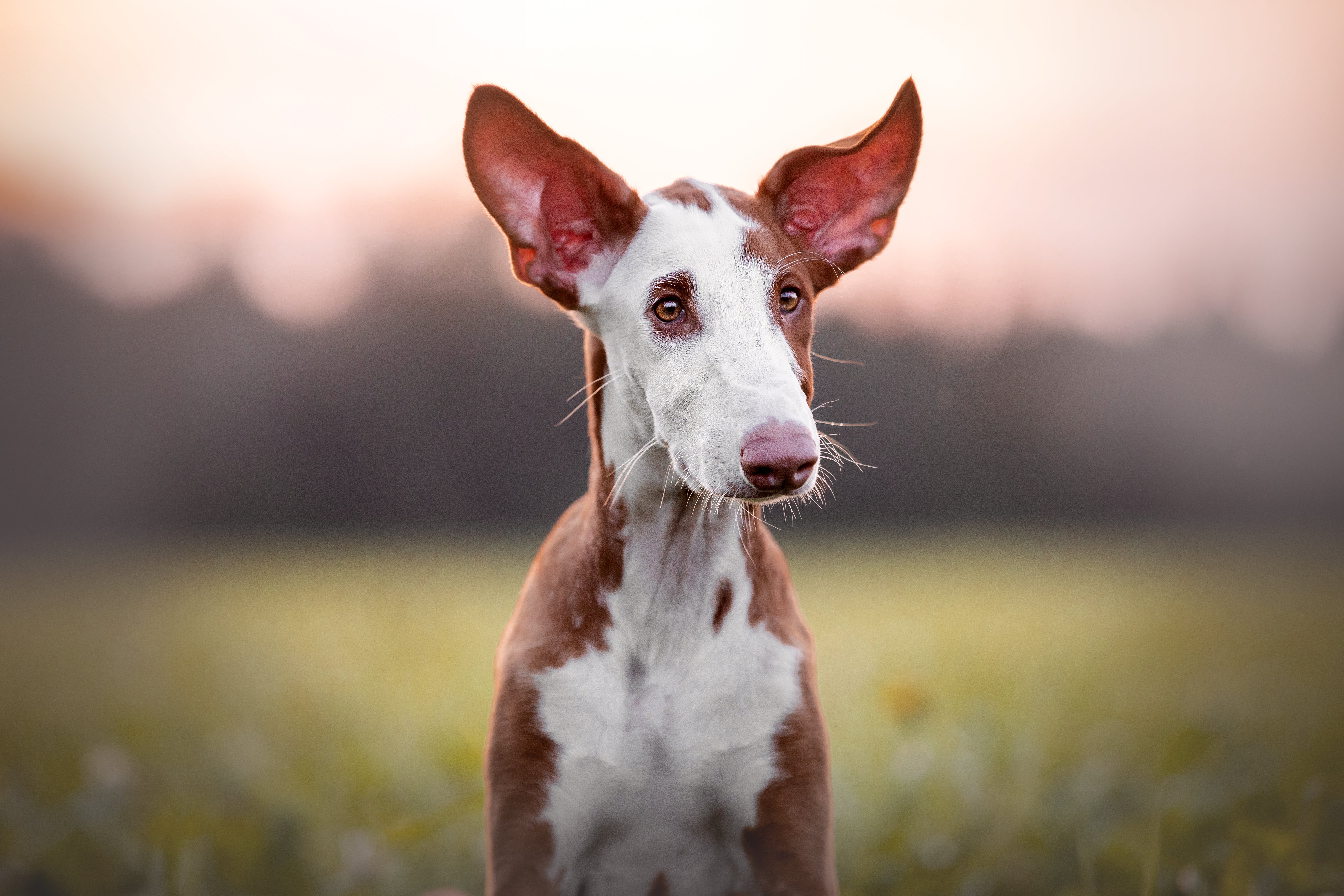 Ibizan Hound Breeder 9914